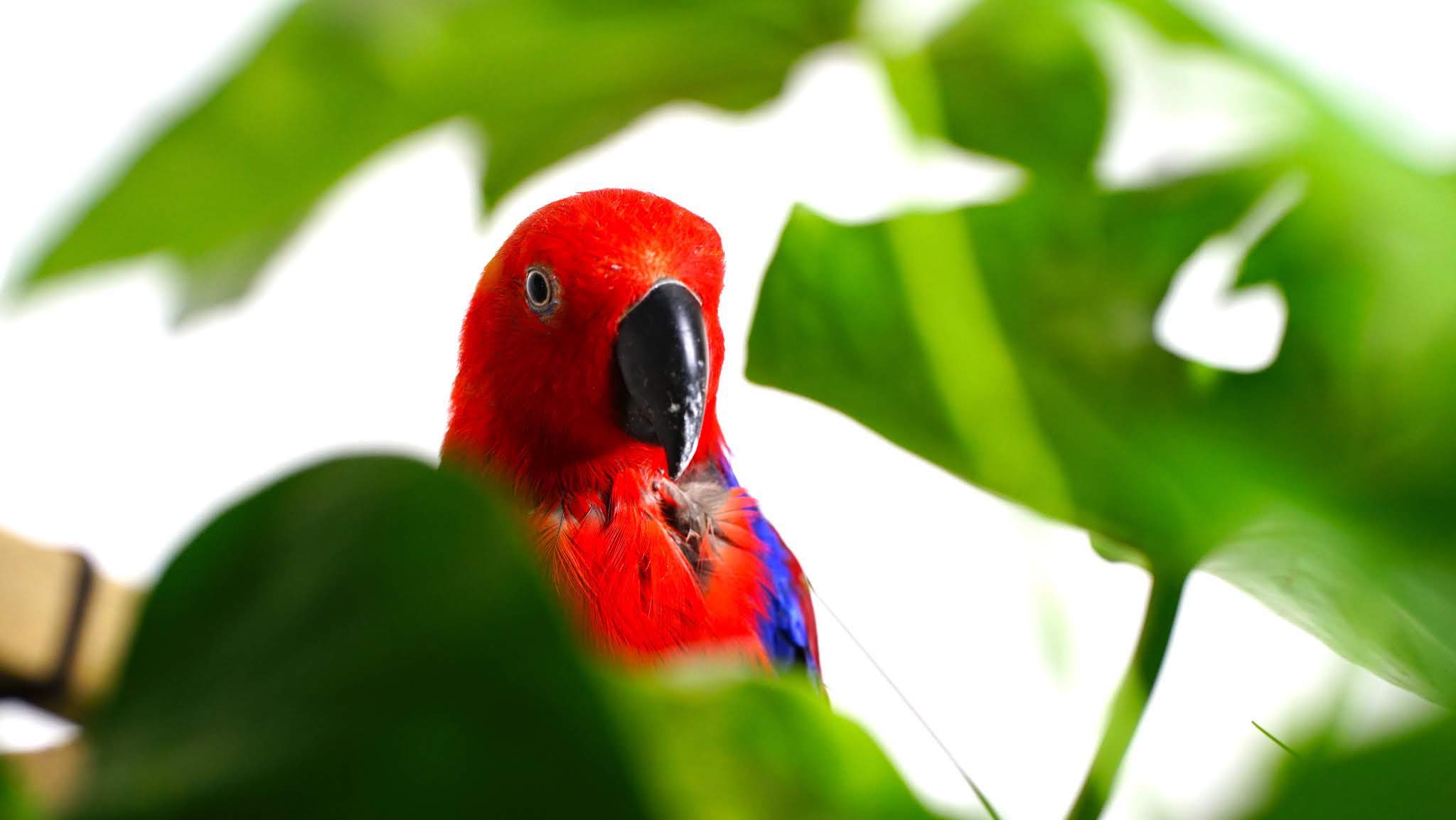What your parrot is trying to tell you [ Body Language] — Prego ...