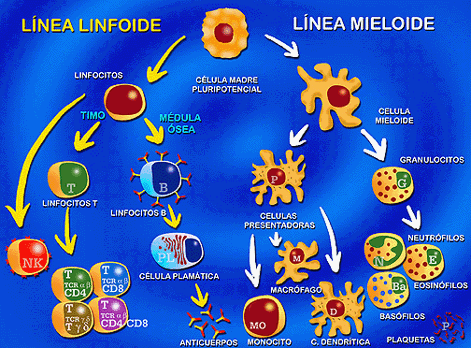 Sistema inmunitario (Líneas celulares)