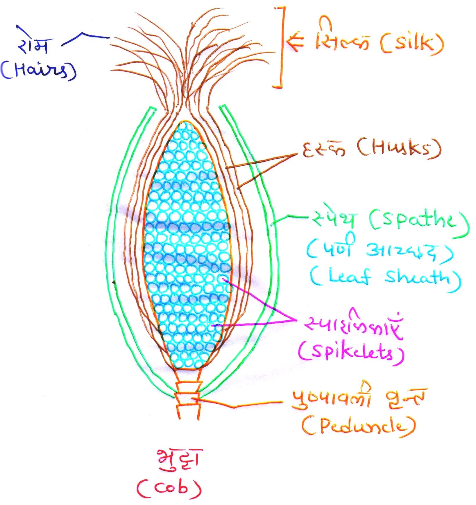 Maize Crop Improvement