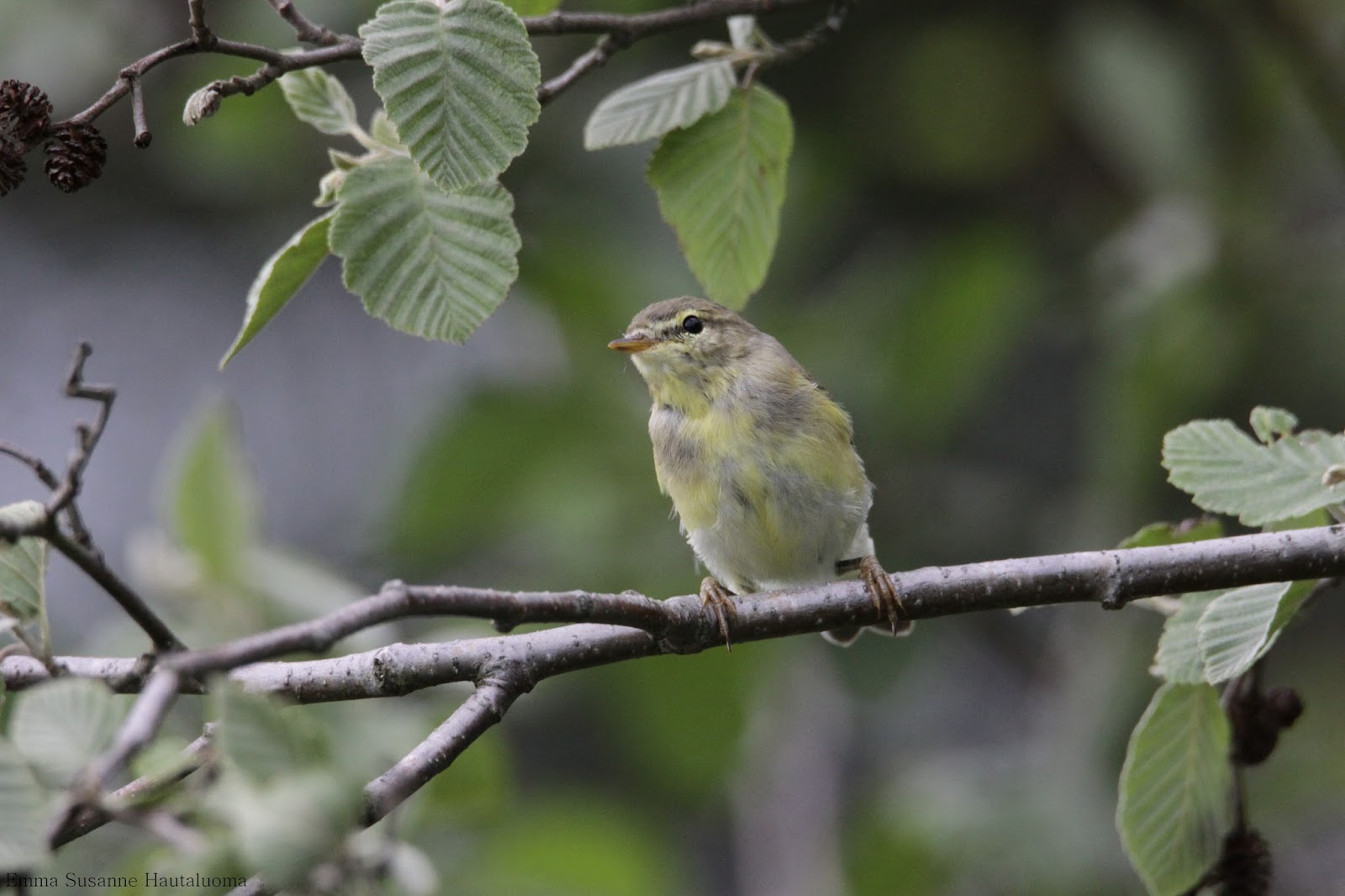 Emma's Photography: Kesän 2016 julkaisemattomat kuvat. / Unpublished ...