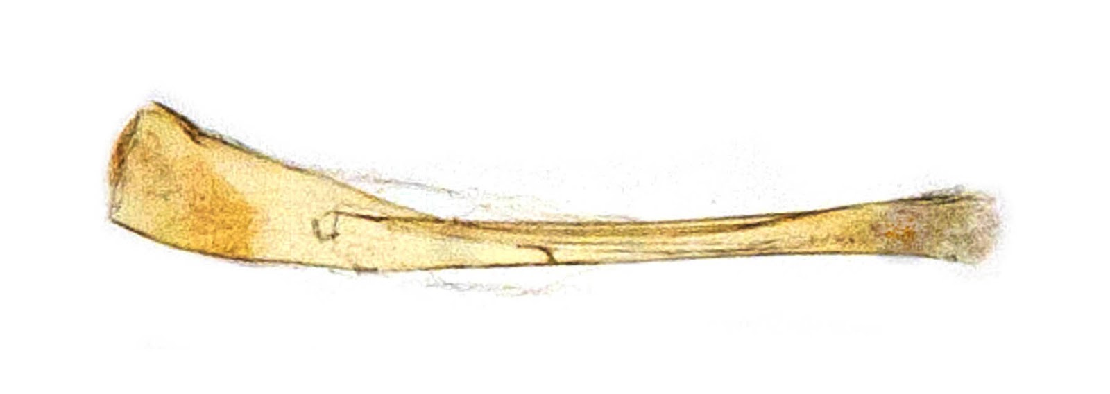 Xyloryctine Moths of Australia: Illidgea