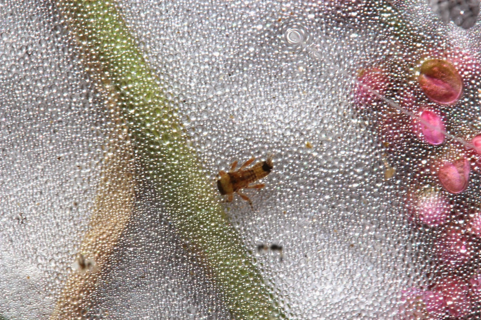 Aquatic Insects of Central Virginia: The "transformation": An ...
