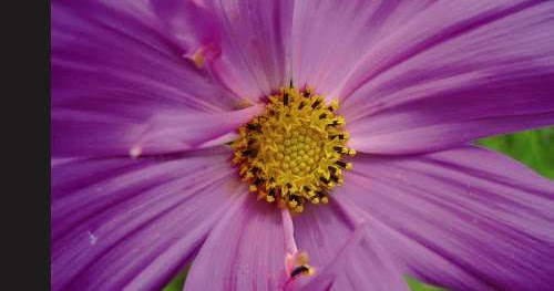 TimoBook: WordPress 3 Complete