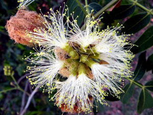 #Árboles Nativos: Inga uraguensis