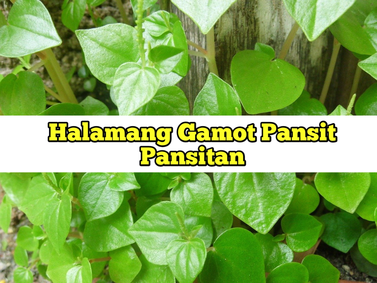 Dahon Halamang Gamot Sa Uti