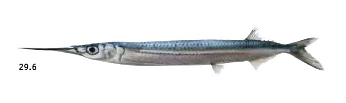 Ikan Julung-julung, Oras Atau Red-tipped Halfbeak (Hyporhamphus cf ... Ikan Julung-julung, Oras Atau Red-tipped Halfbeak (Hyporhamphus cf ...