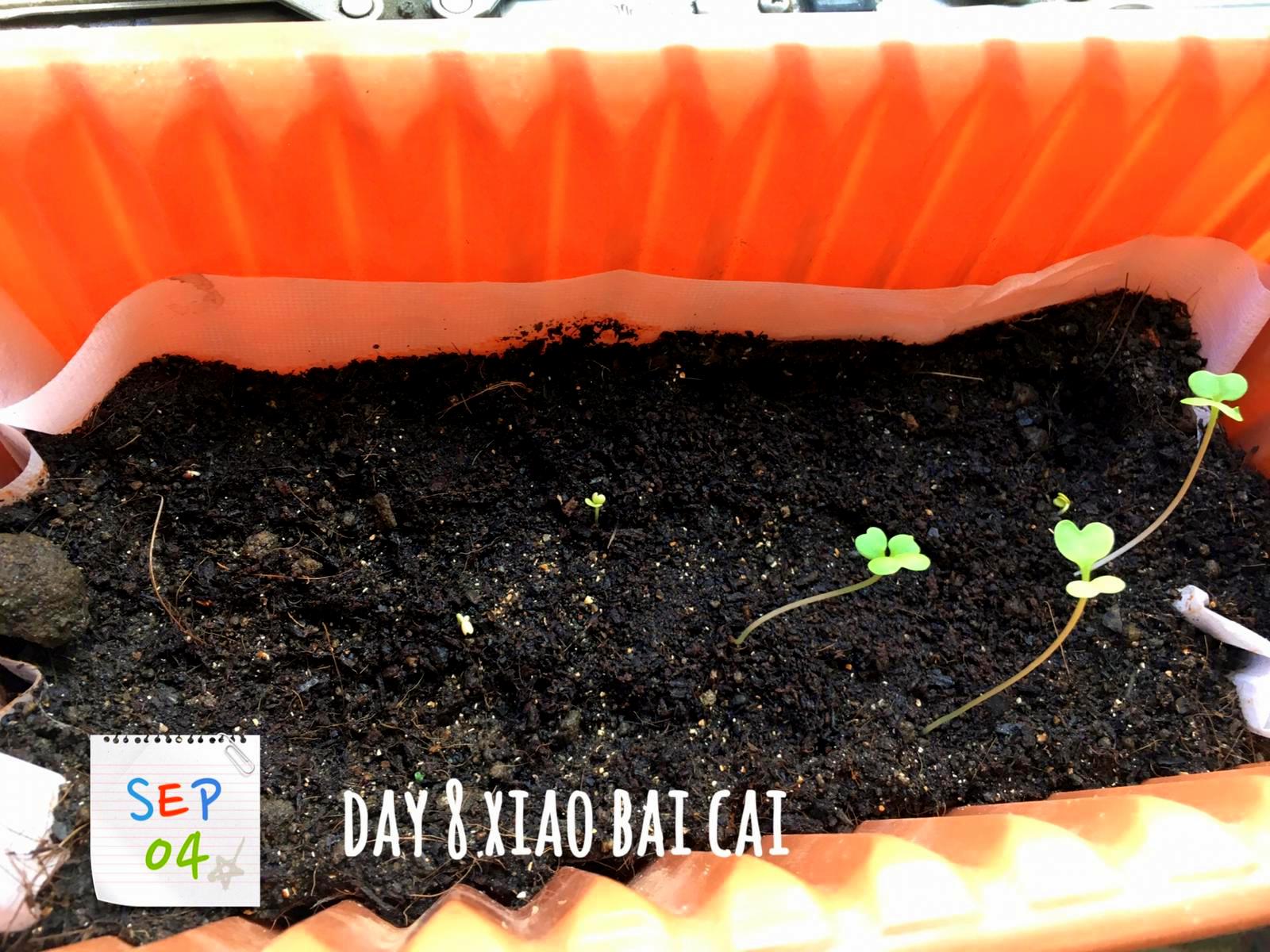 #NEAseeds : Growing Xiao Bai Cai at home! | Skye Soon
