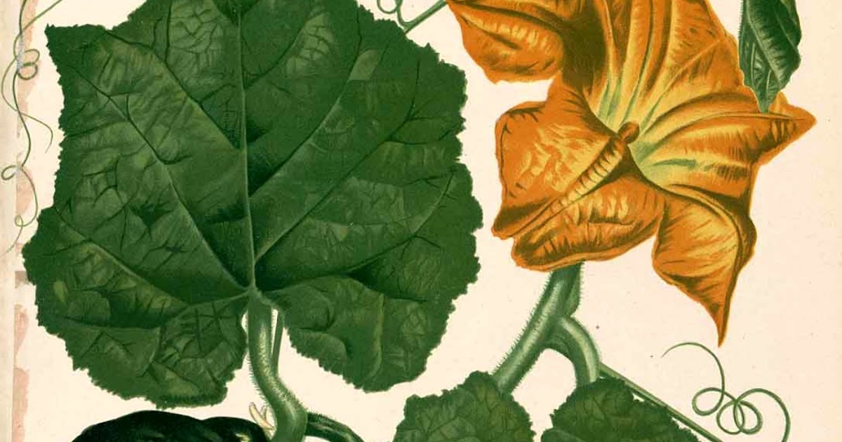 MALINALLI · herbolaria médica: CALABAZA, pumpkin - Cucurbita spp.