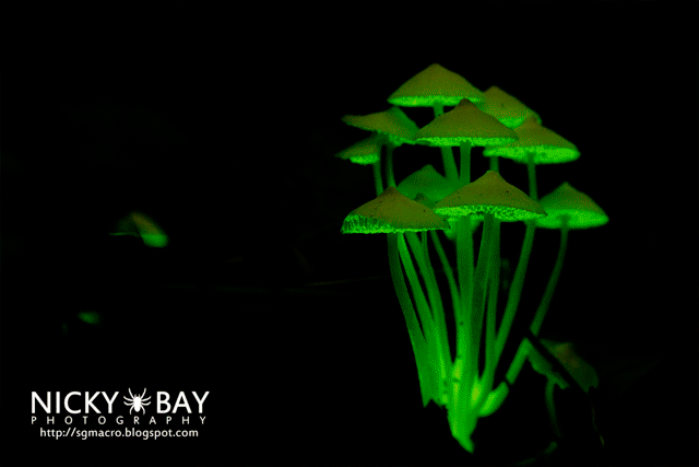 Alam Mengembang Jadi Guru: Jamur-Jamur Bercahaya