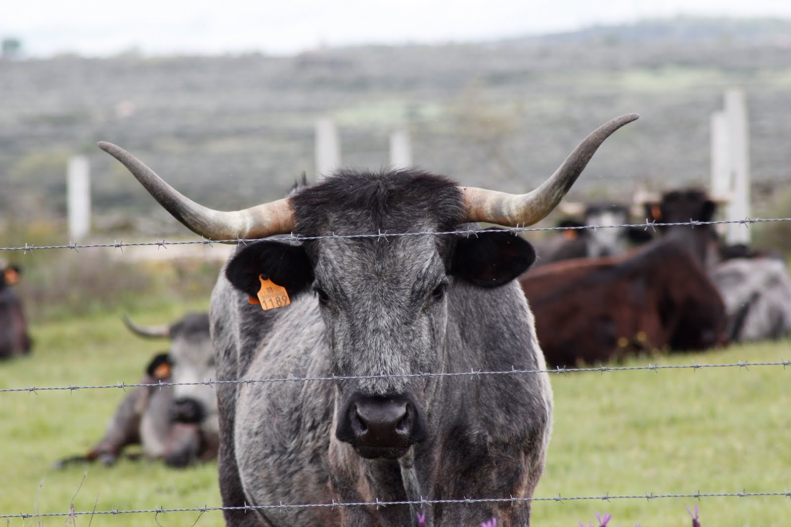 Nubes y bosques: Vaca morucha.