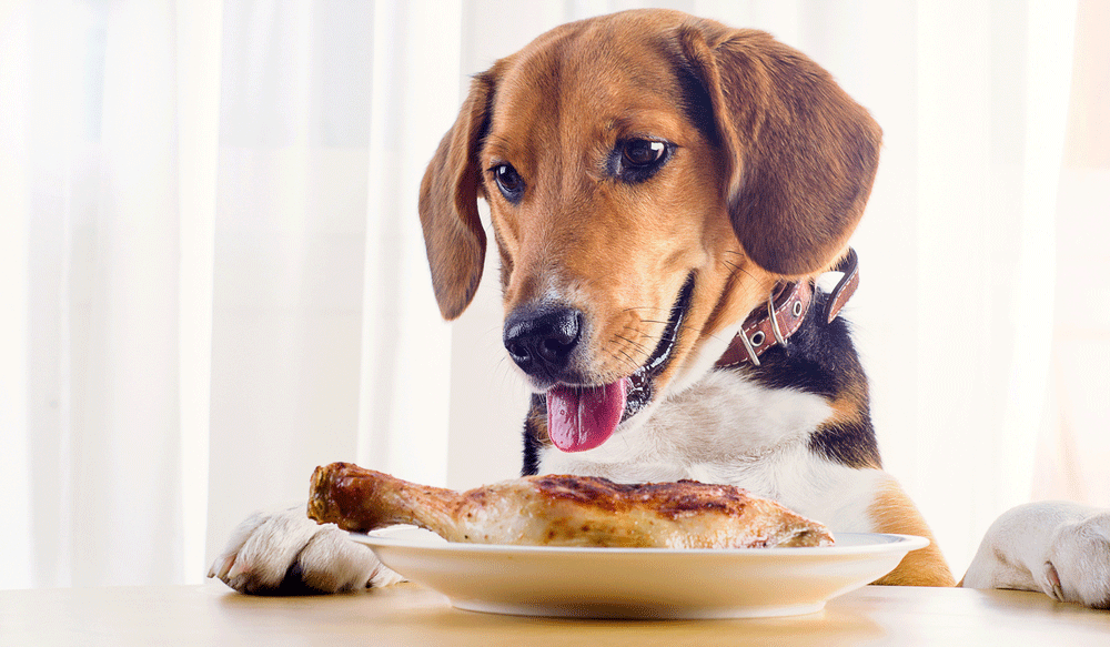 Can Dogs Eat Turkey Is Turkey Good For Dogs can-dogs-eat-turkey-is-turkey-good-for-dogs