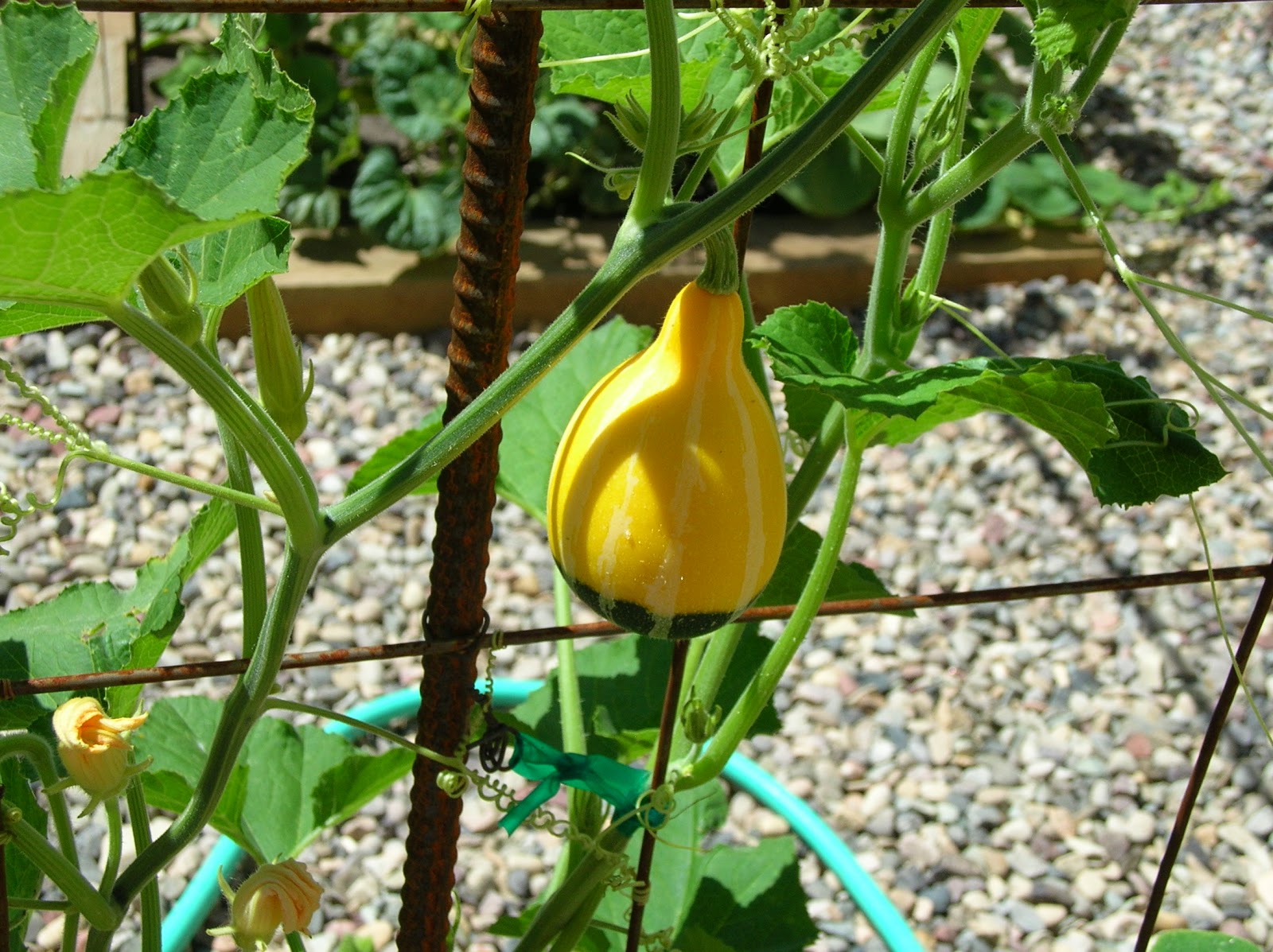 Jim's Frog Blog: Gourd Teaser