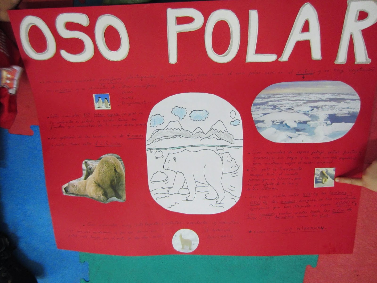 BLOG DE PATRI, educación infantil: PROYECTO LOS ANIMALES