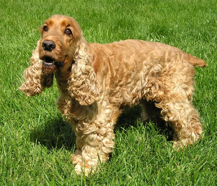 Wszystkie rasy psów: Cocker spaniel angielski