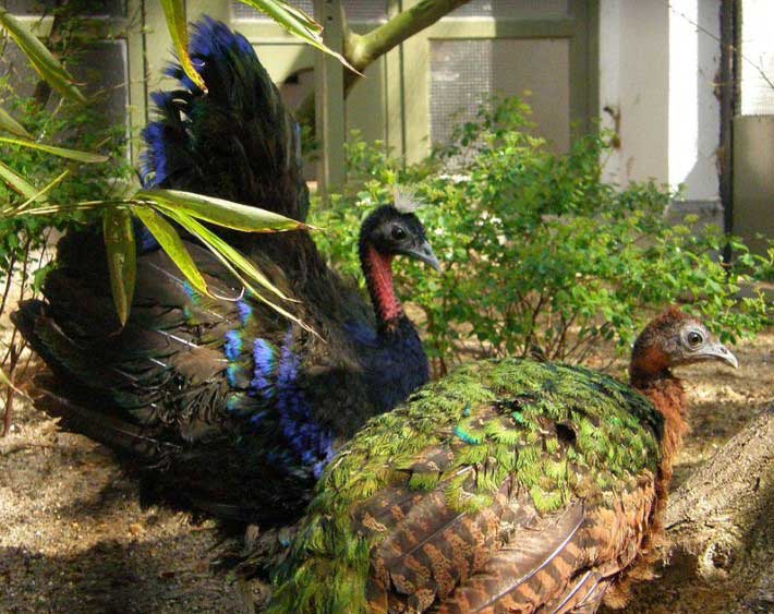 Mengenal Jenis Burung Merak dan Karakteristiknya, Lengkap!! - Rumah ...