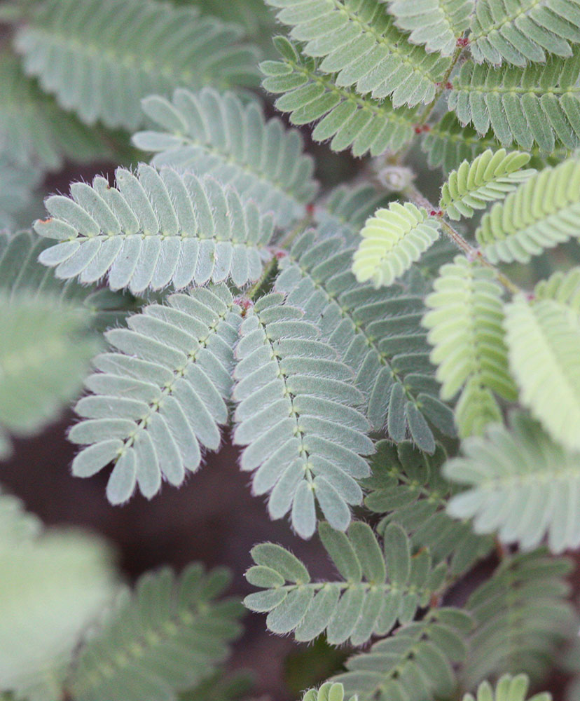Corey Carter | Austin, Texas: Fuzzy Leaves
