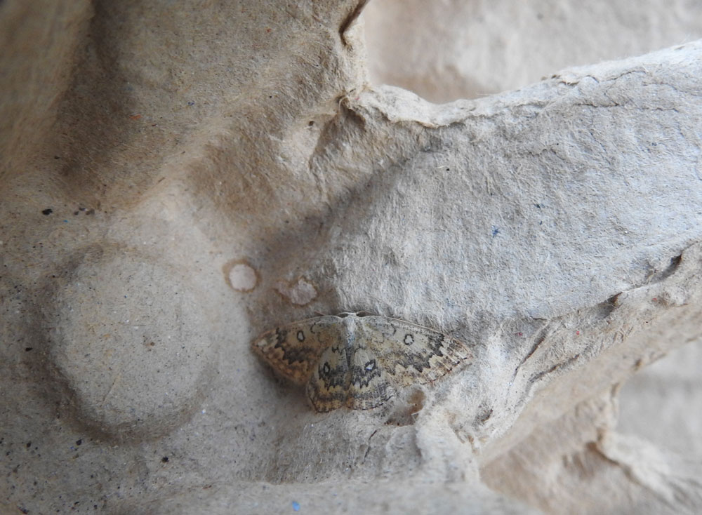 Axe Birding: Four New Moths!