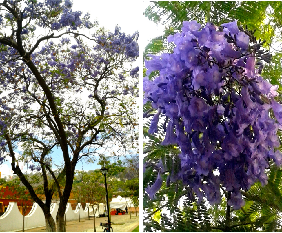 Flavors of Oaxaca: Oaxacan flowers