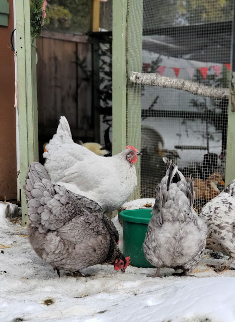 How to Winterize your Chicken Run - Fresh Eggs Daily® with Lisa Steele