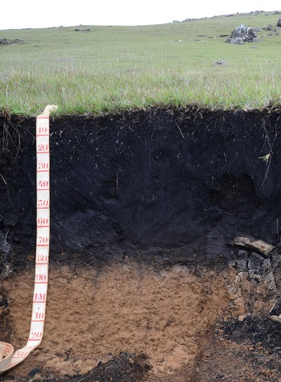 Onde as Plantas Crescem - Organossolos