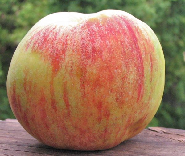 Eat this apple NOW - Adam's Apples