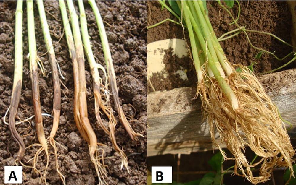 Best Guide of Common Plant Disease in Garden