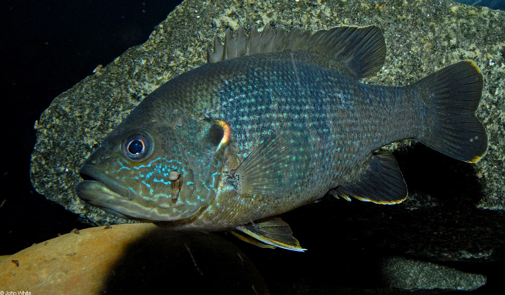 Mania de Aquário: Perca do Sol (Sun perch, Lepomis sp. , Sun fish)