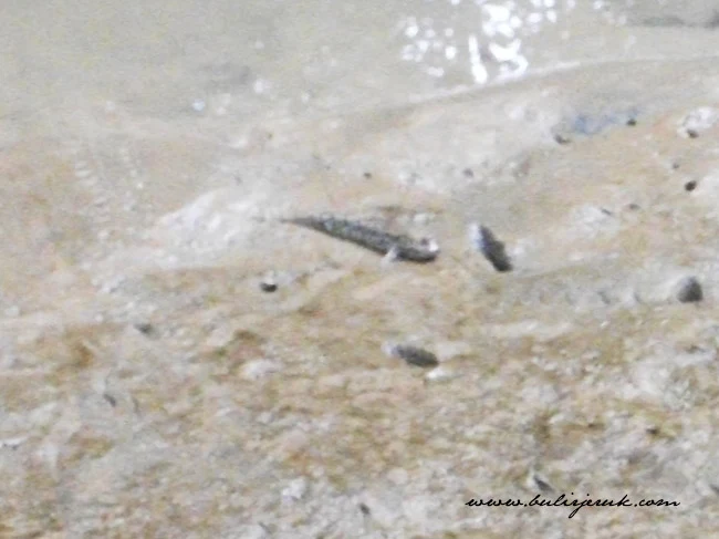 Terpikat Eksotisme Prajurit Pesisir Wonderful Indonesia di Timur Borneo