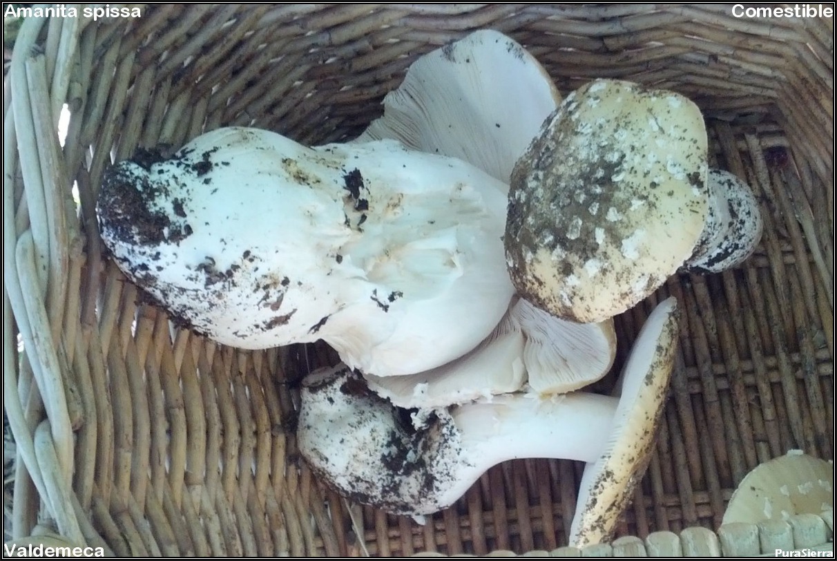 (PDF) ¿Dónde están las setas serranas otoñales? Pequeña guía para ...