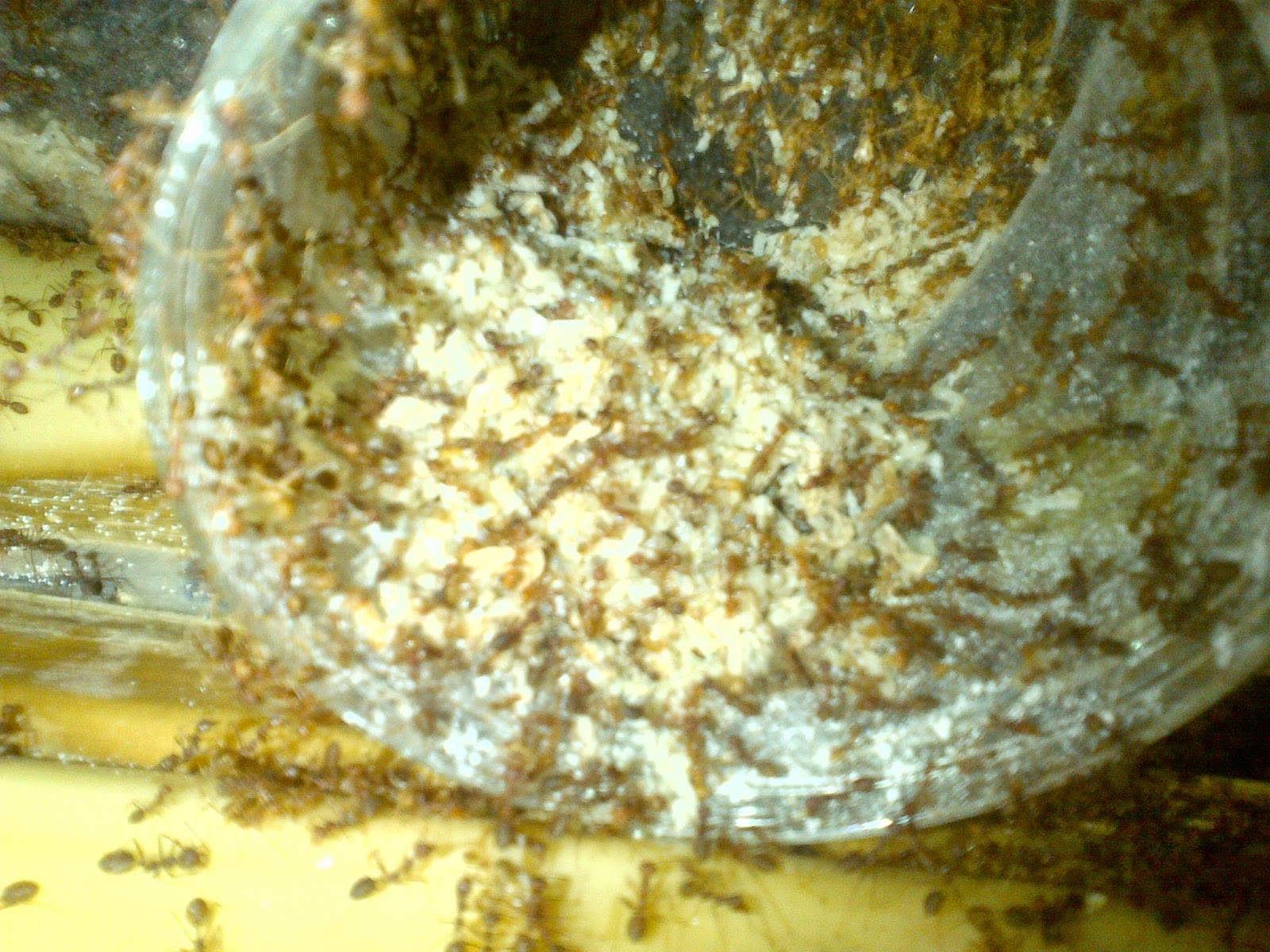 jual bibit kroto dan kroto segar cimanggis: jual bibit semut kroto dan ...