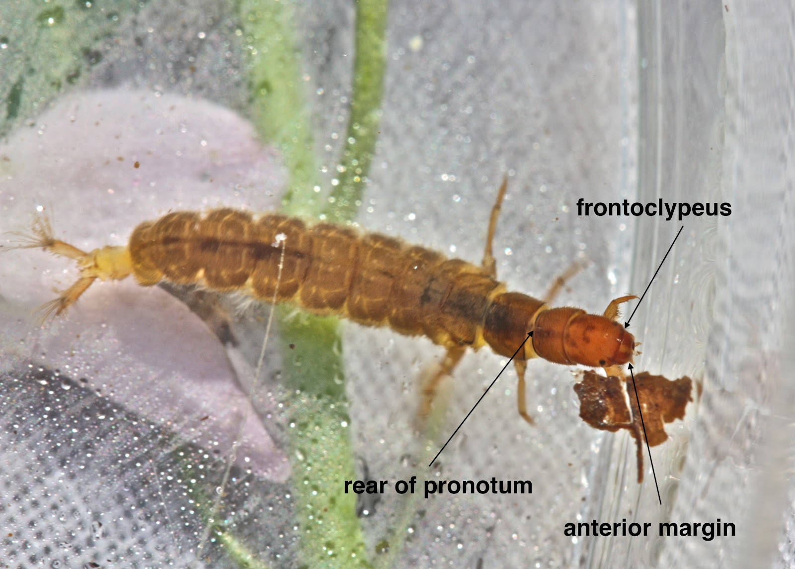 Aquatic Insects of Central Virginia: The Common Netspinner "Diplectrona ...