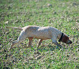 MI PERRO: CA MÈ MALLORQUÍ O PERDIGUERO MALLORQUÍN