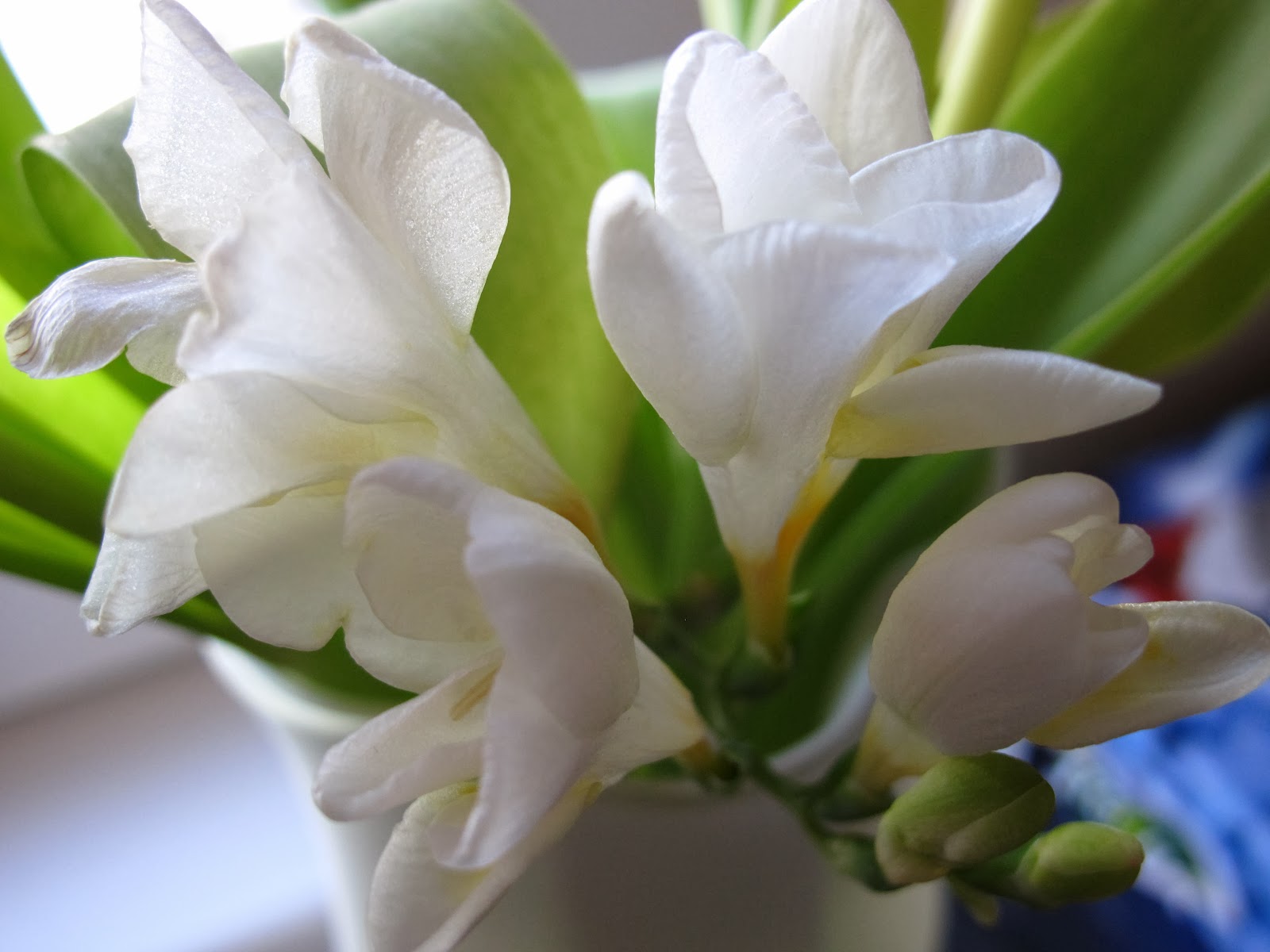 Floarea -bunica: Frezia alba