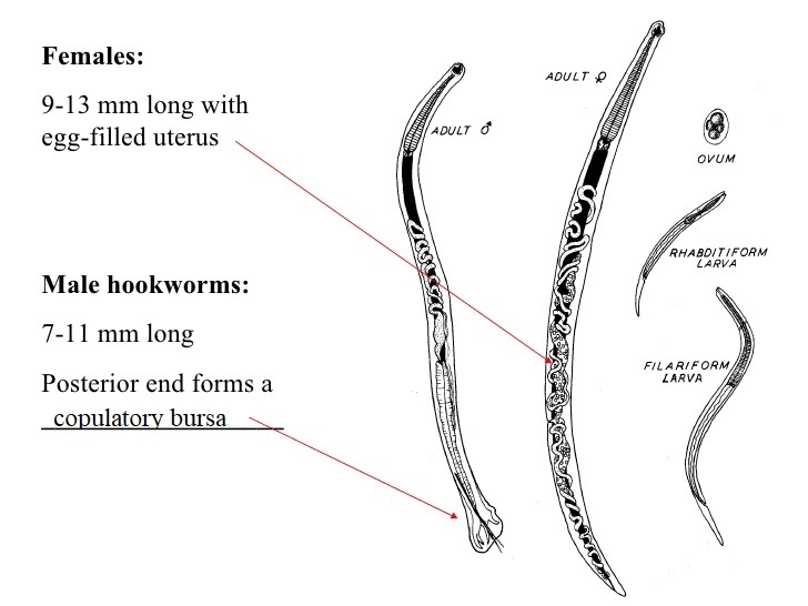 Merlins Micro World: Hookworm - Ancylostoma duodenale