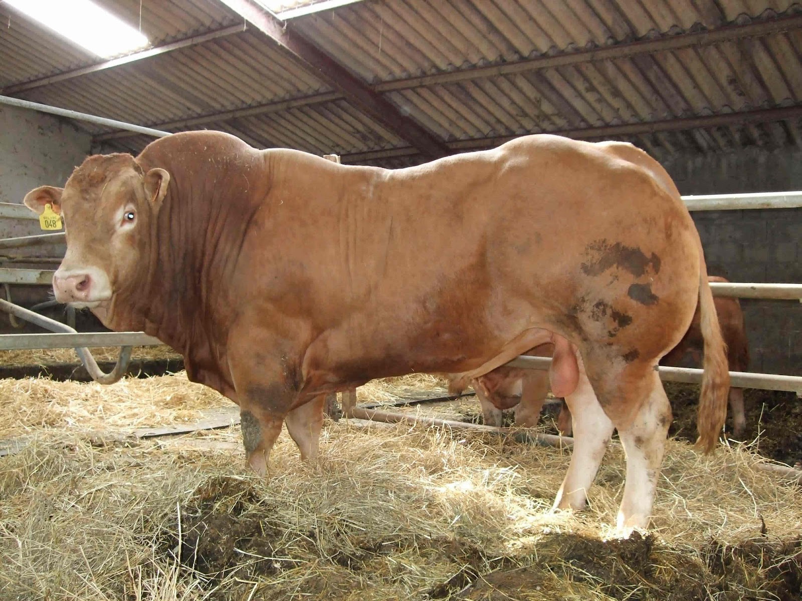 EL-HAYAT FARM: LIMOUSINE BULLS