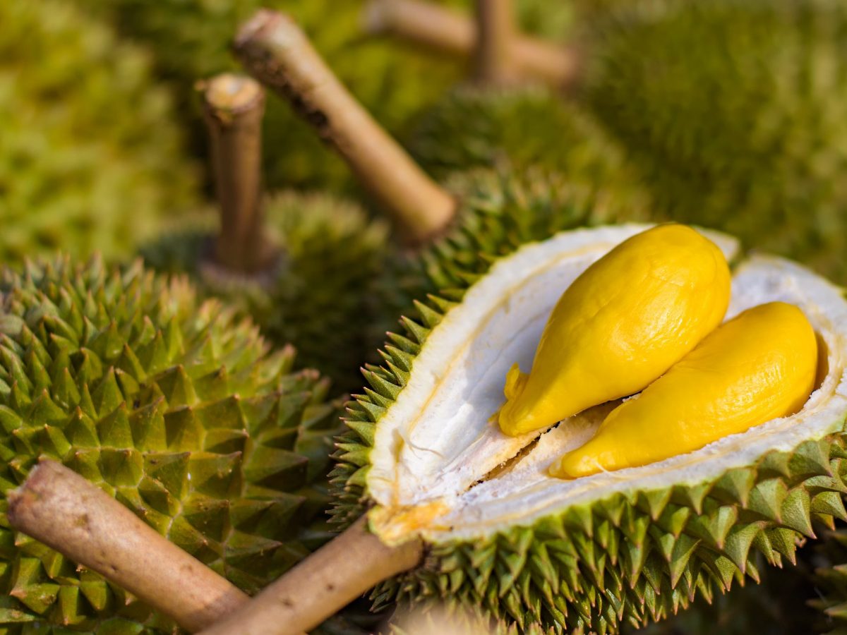 Resepi Serawa Durian Mudah Dan Sedap - nanieybarnieylurviey