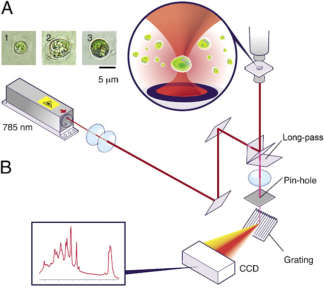 Ramanspectroscopy
