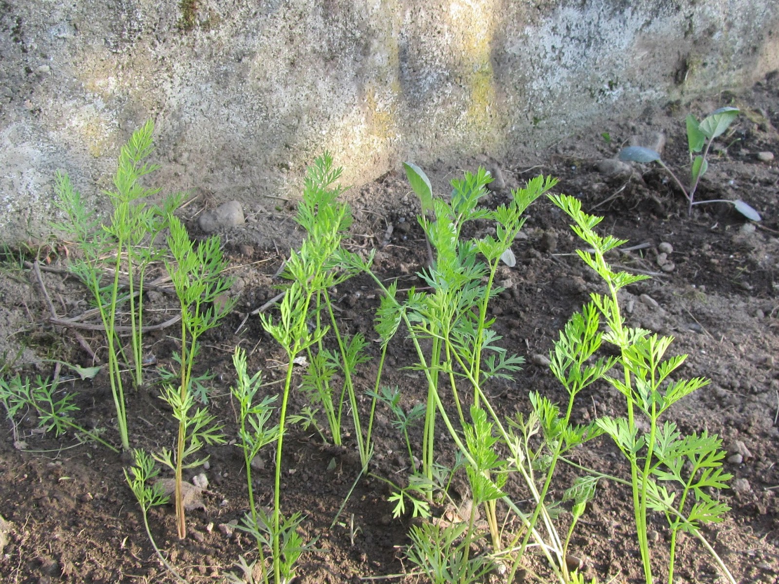 Come Coltivare le Carote (Daucus carota) nell'Orto. | Il Gusto Della Natura