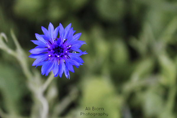 Bachelor Button Flowers of Many Colors - Ali Biorn Photography