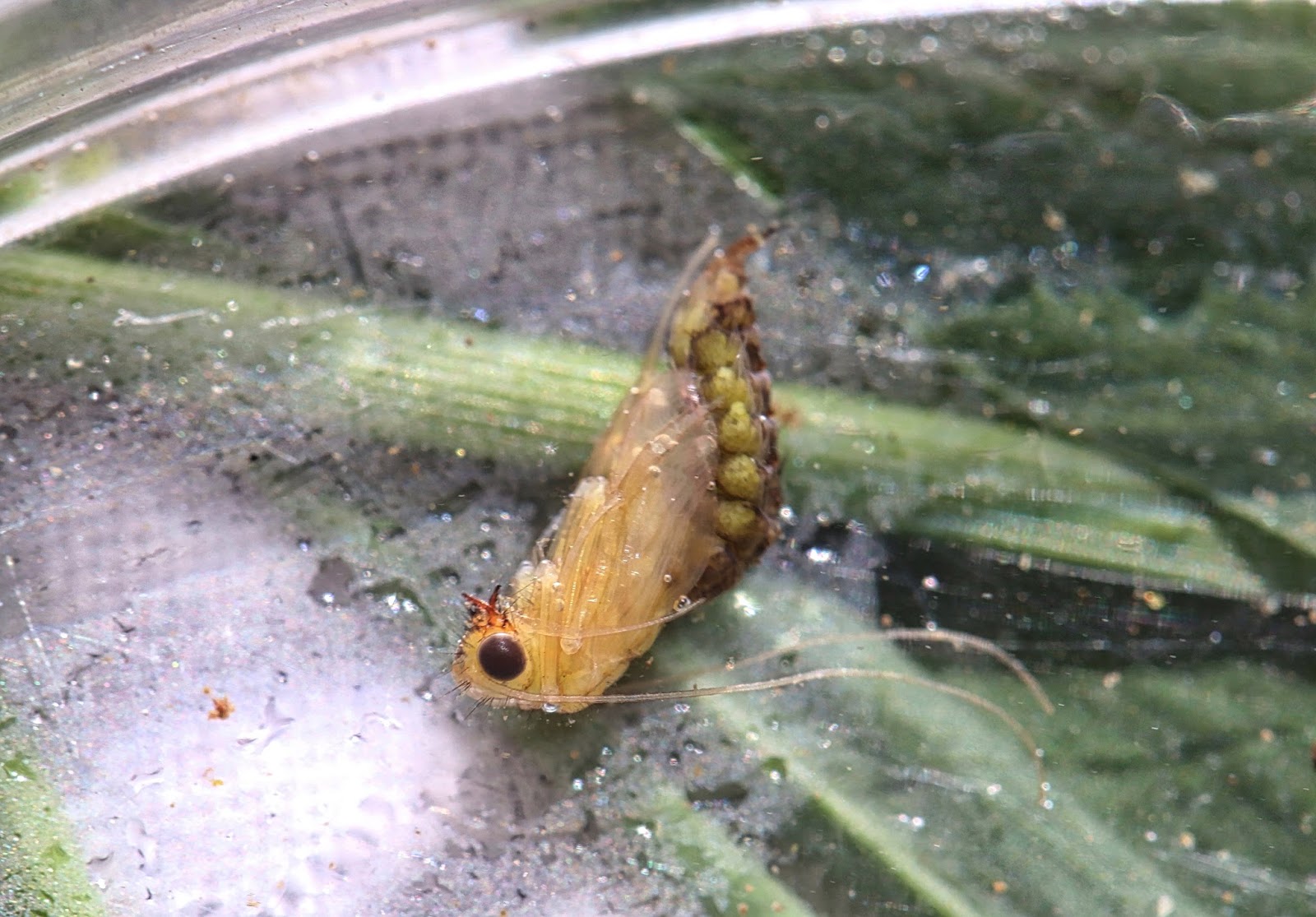 Aquatic Insects of Central Virginia: Very strange things in the water ...