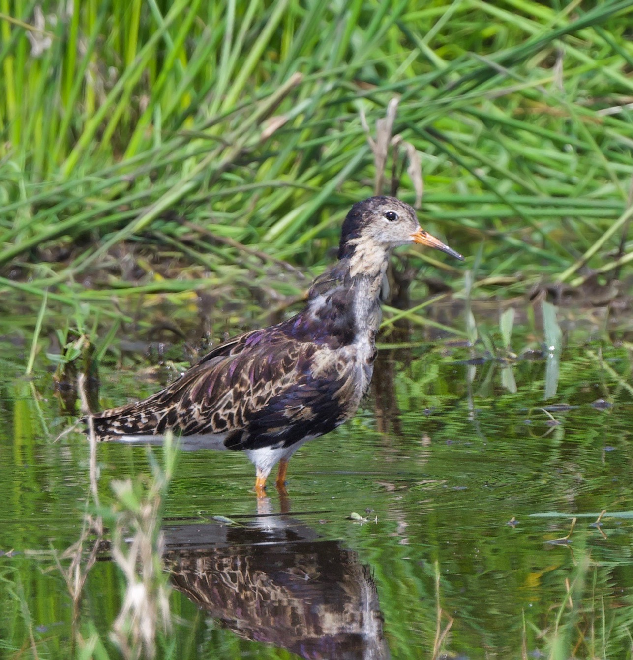 CAMBRIDGESHIRE BIRD CLUB GALLERY Ruff cambridgeshire-bird-club-gallery-ruff