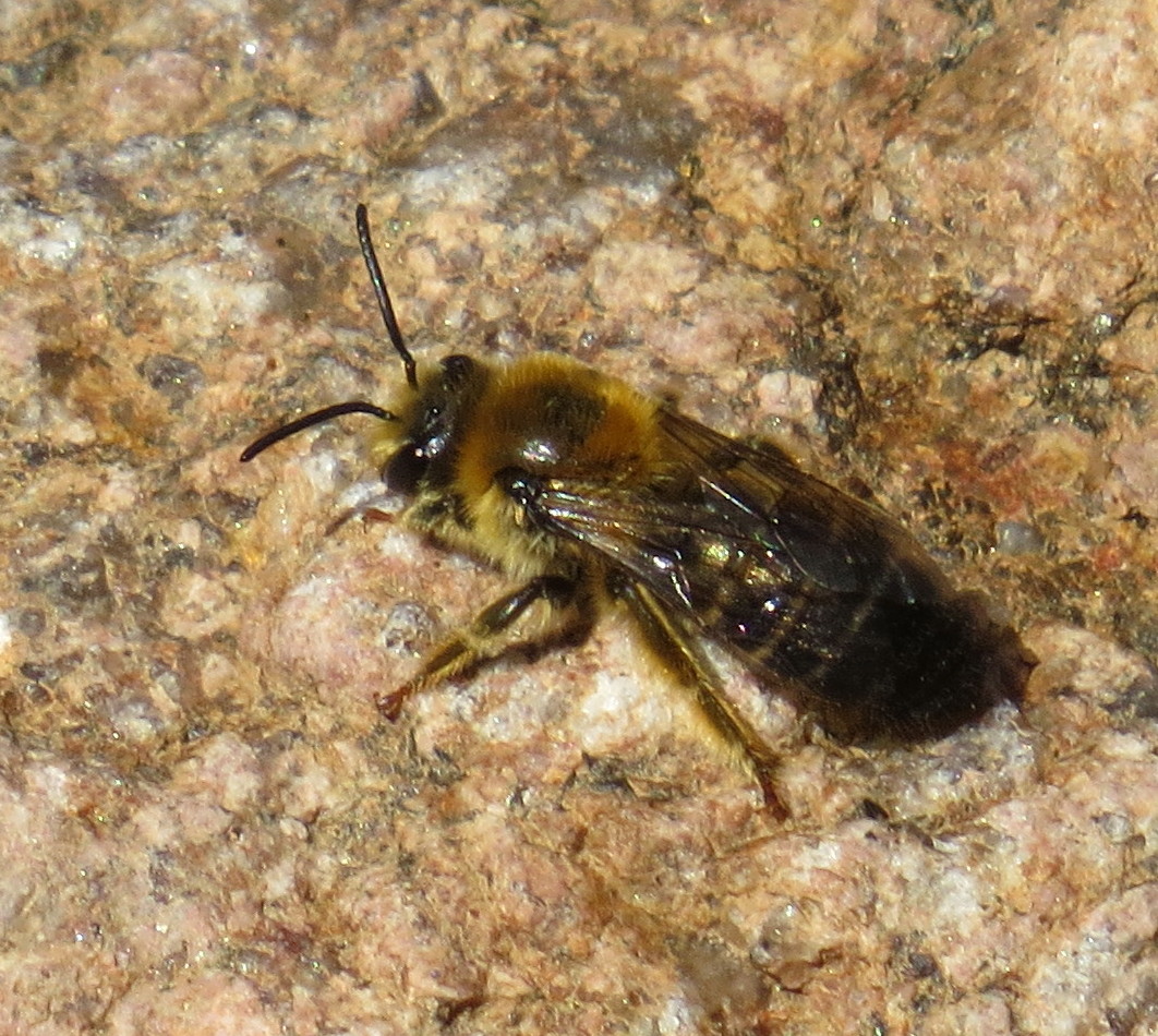 Bug Eric: Polyester Bees