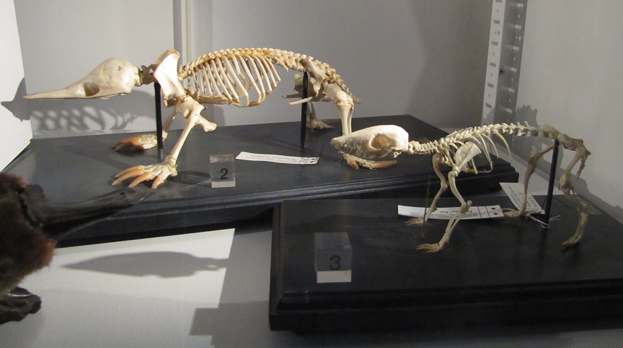 VinodBlog: Anomaly 2012 Report!