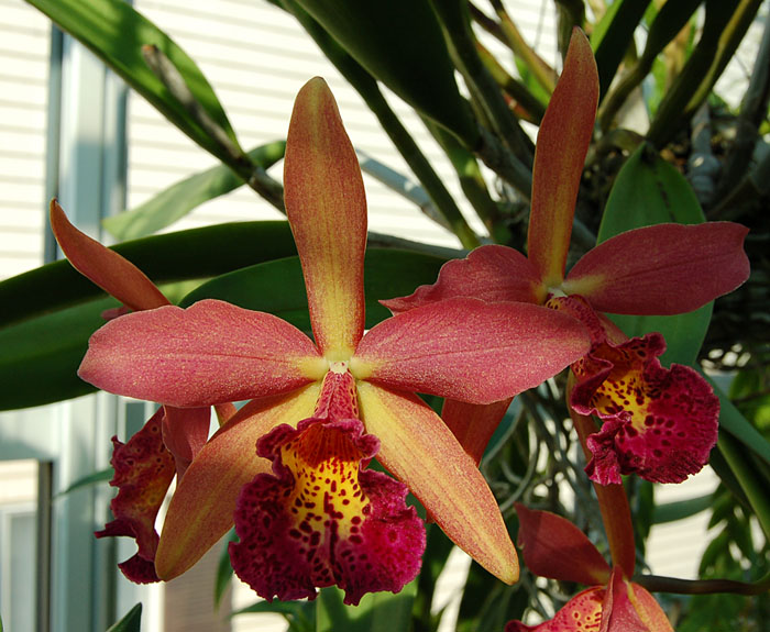 Blc Copper Queen
