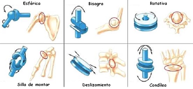 Desde las gavetas de mi escritorio: Clasificación de las articulaciones