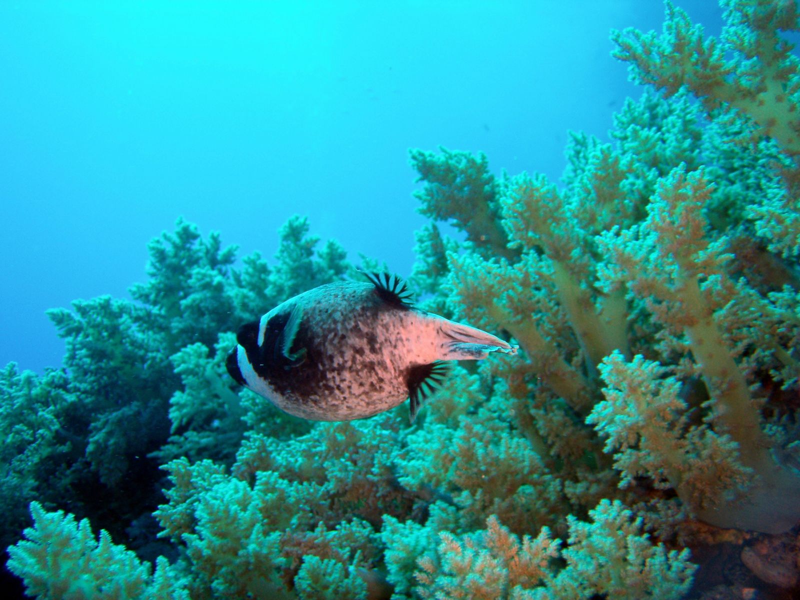 ELEUTHEROMANIA: BUCKO OD KORALNOG GREBENA