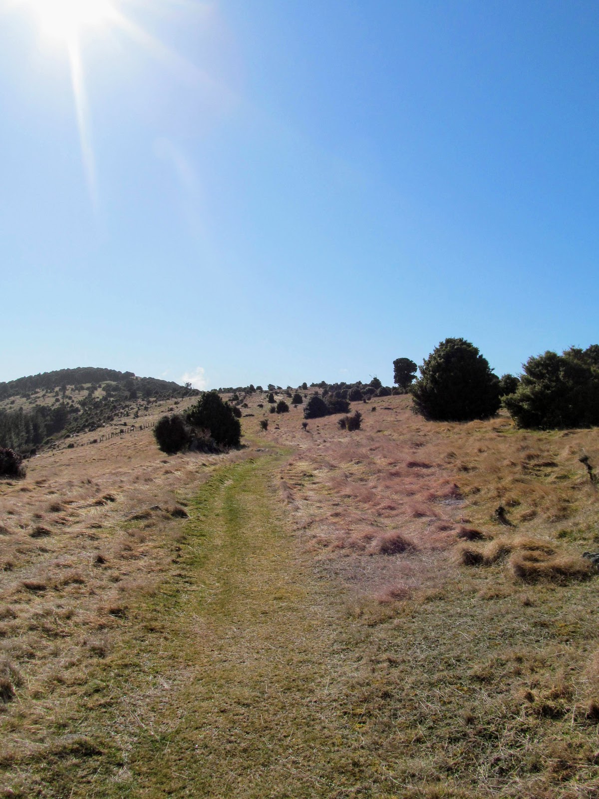 Tramping in the New Zealand backcountry: NZ Bush Adventures: Rod Donald ...