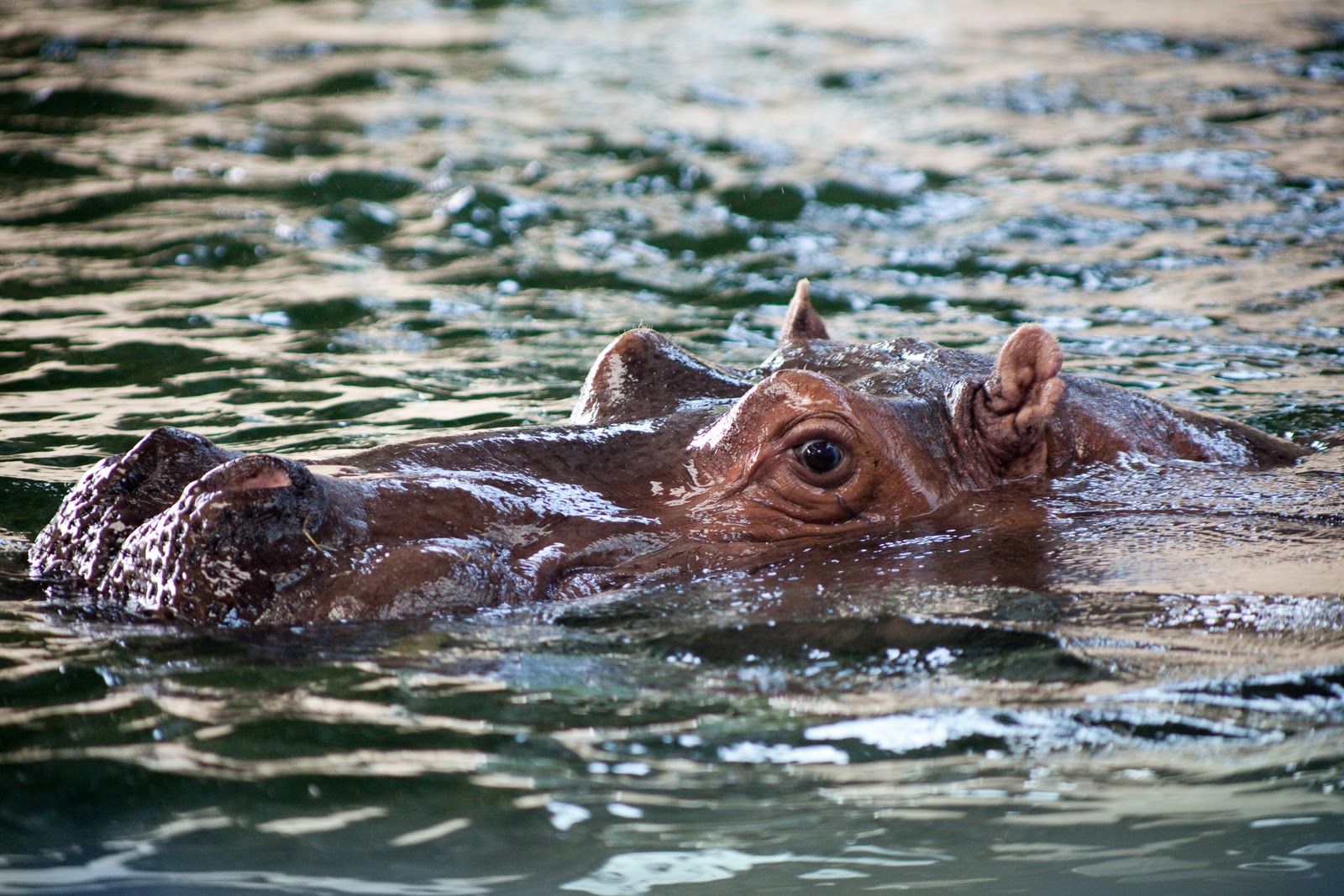Hippo Hiding in the Water | picsse