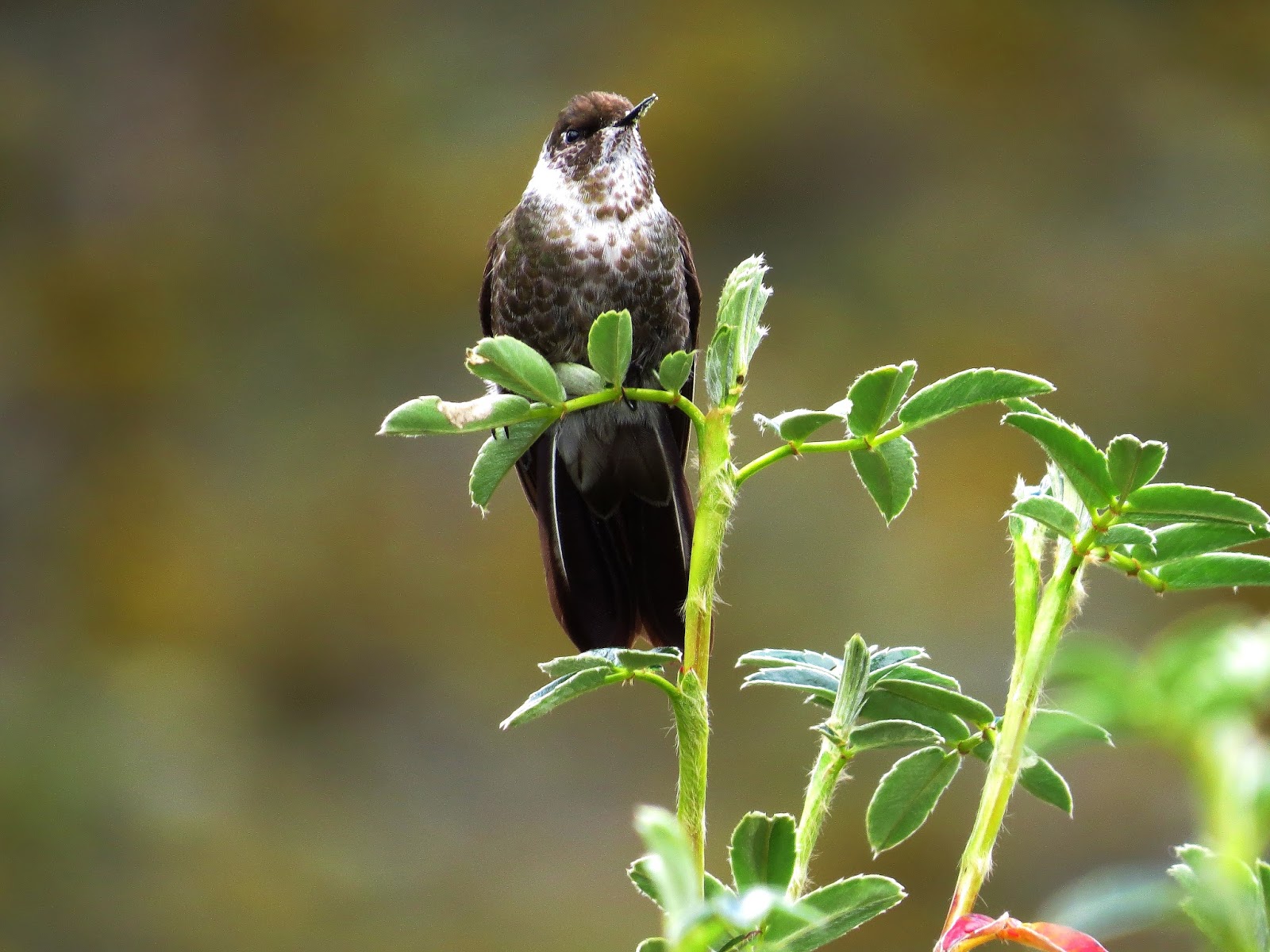 Proyecto Colibríes: Chivito de los Páramos Oxypogon guerinii