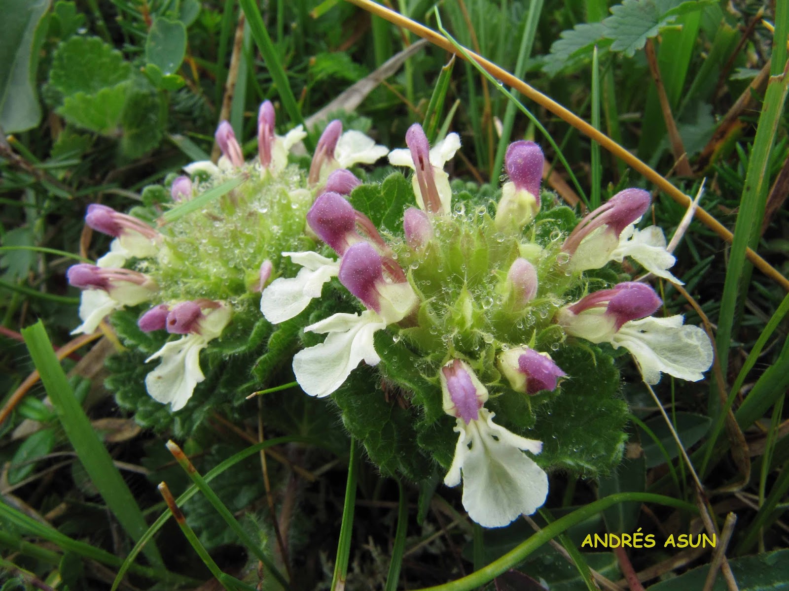 Flores silvestres de la Cordillera Cantábrica: LABIADAS - Labiatae